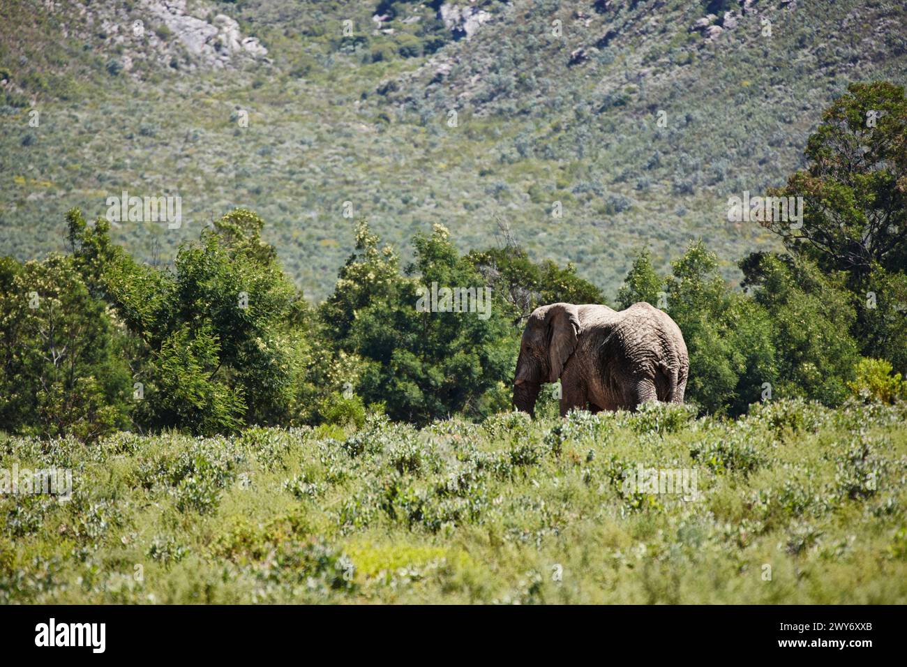 Safari, wildlife and elephant in nature or reserve environment for ...