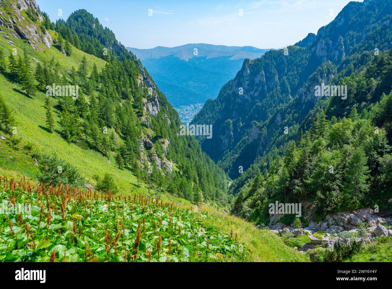 Summer day at Caraiman valley leading to Bucegi mountains near Busteni ...