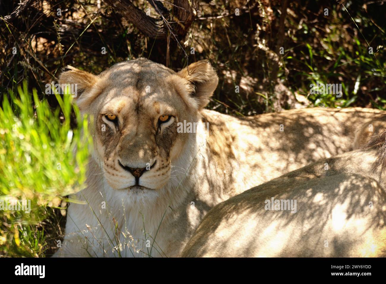 Lion sitting tree shade hi-res stock photography and images - Alamy