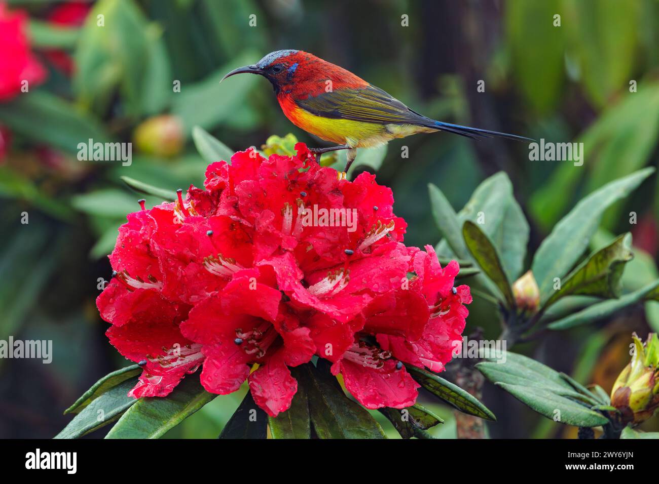 Mrs. gould's sunbird standing on wild rhododendron red flowers in the ...