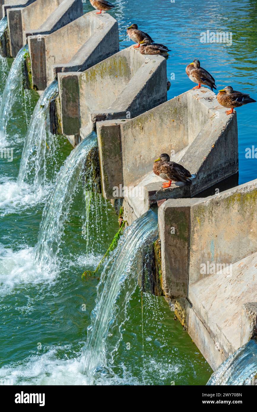 Ducks sitting on an overflow in Dambovita river in Bucharest, Romania ...