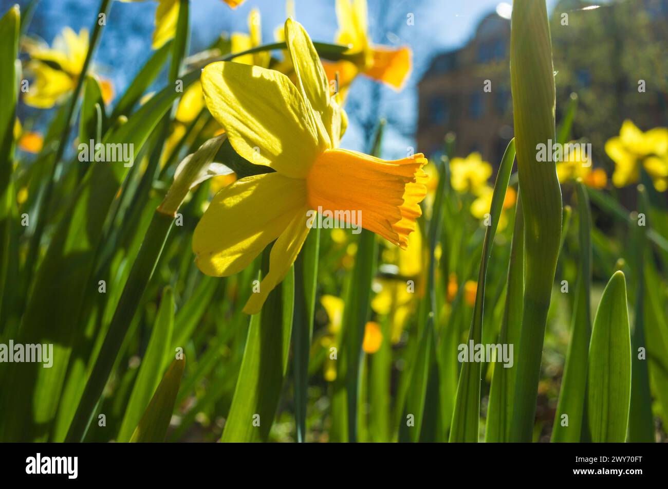 Yellow daffodil flowers in spring, soft focus close up, in Djakneberget ...