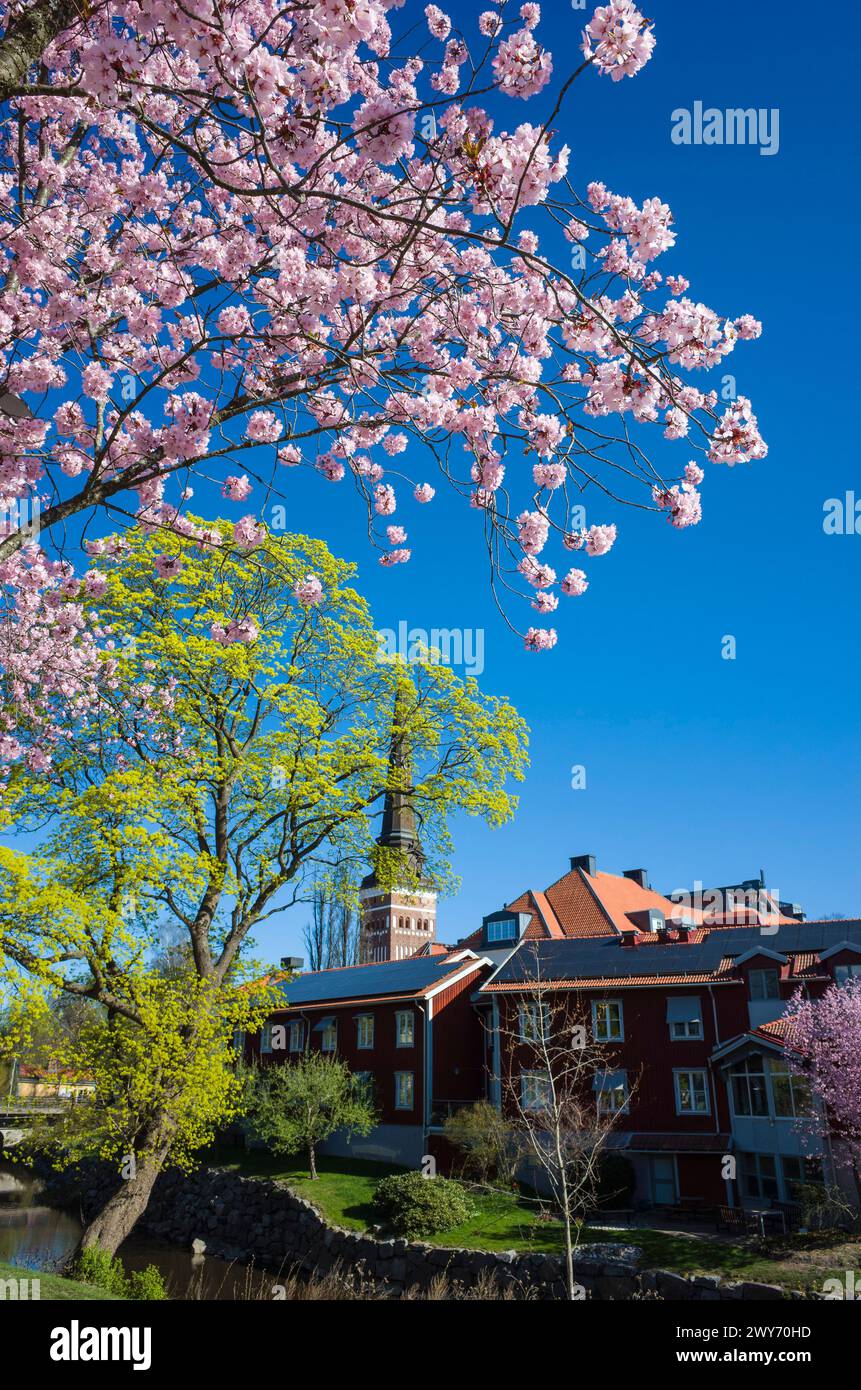 Pink cherry blossom, Flowers on sakura tree and green tree with view of ...