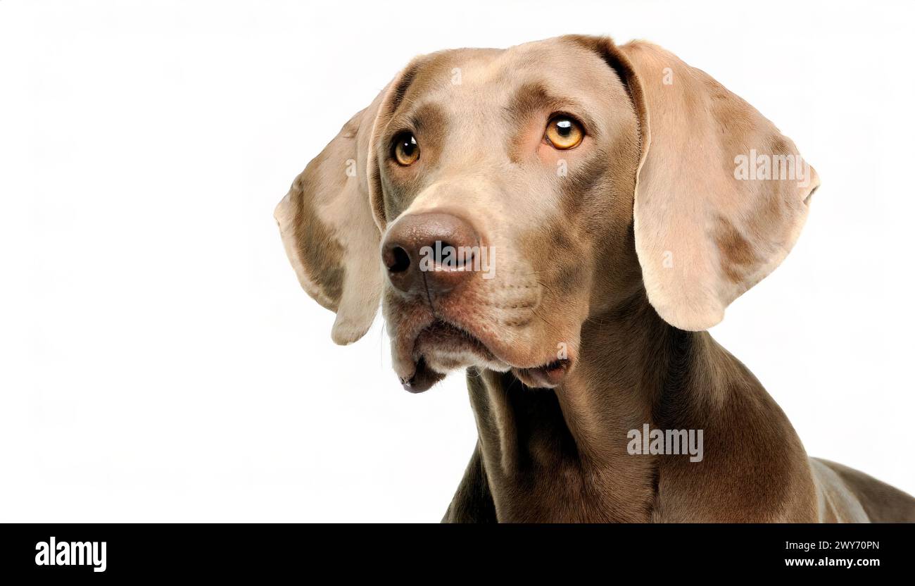Weimaraner - Canis Lupus familiaris - dog breed with great disposition ...