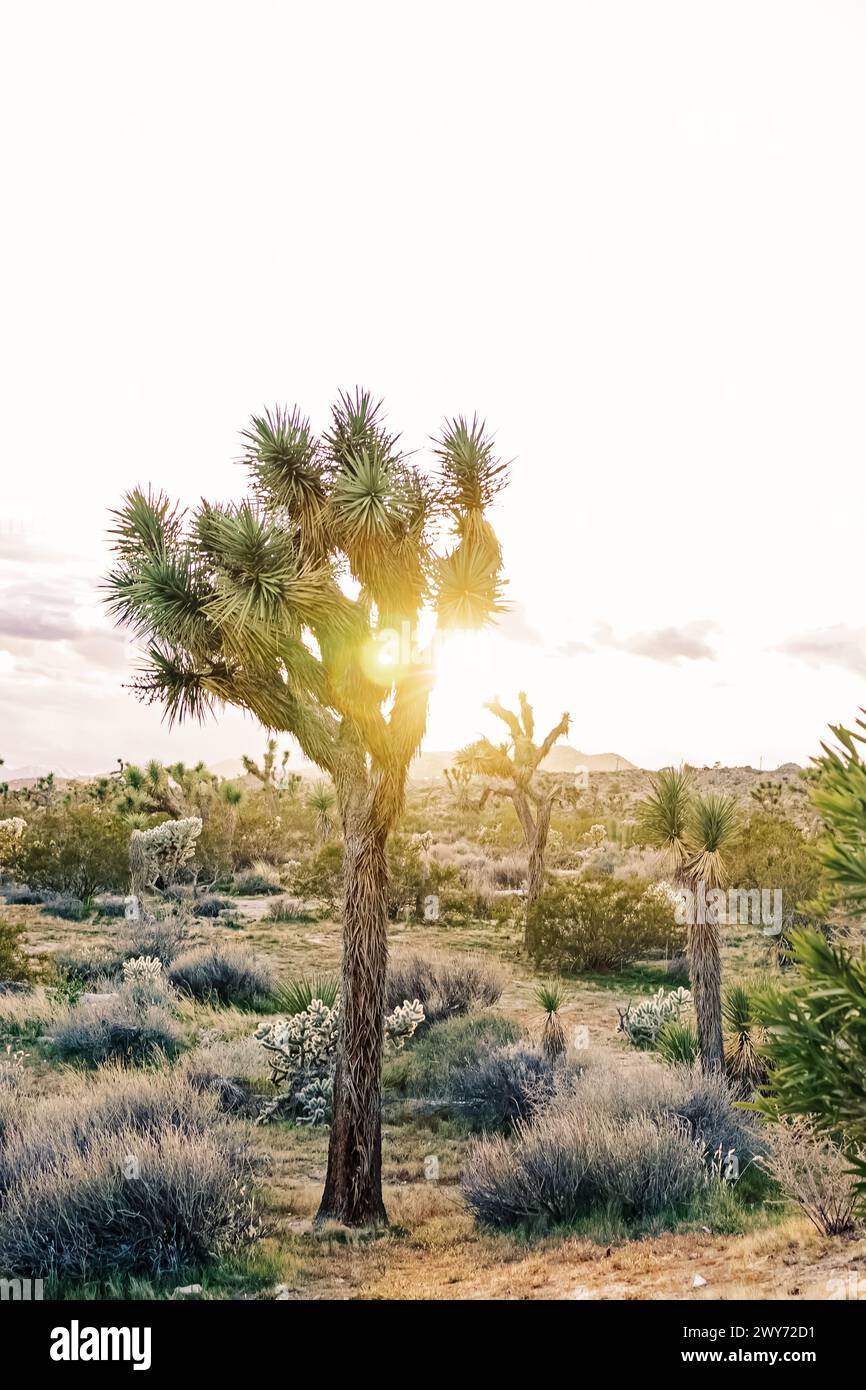 Joshua trees in sunset light, desert landscape, southern California ...