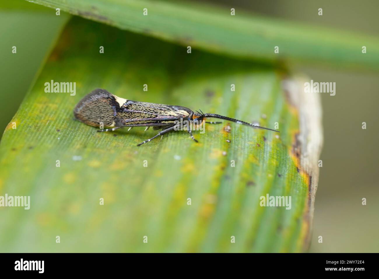 Natural closeup on a small colorful Sulphur Tubic moth, Esperia ...
