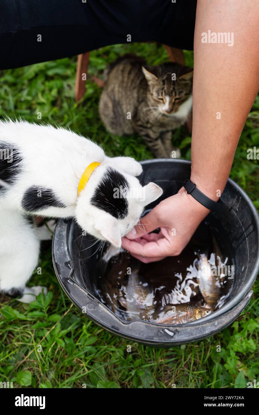 A funny cat looks into a bucket to steal fish. Freshly caught river ...