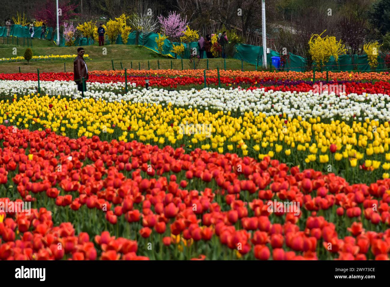 Srinagar, India. 04th Apr, 2024. A visitor walks along the blooming ...