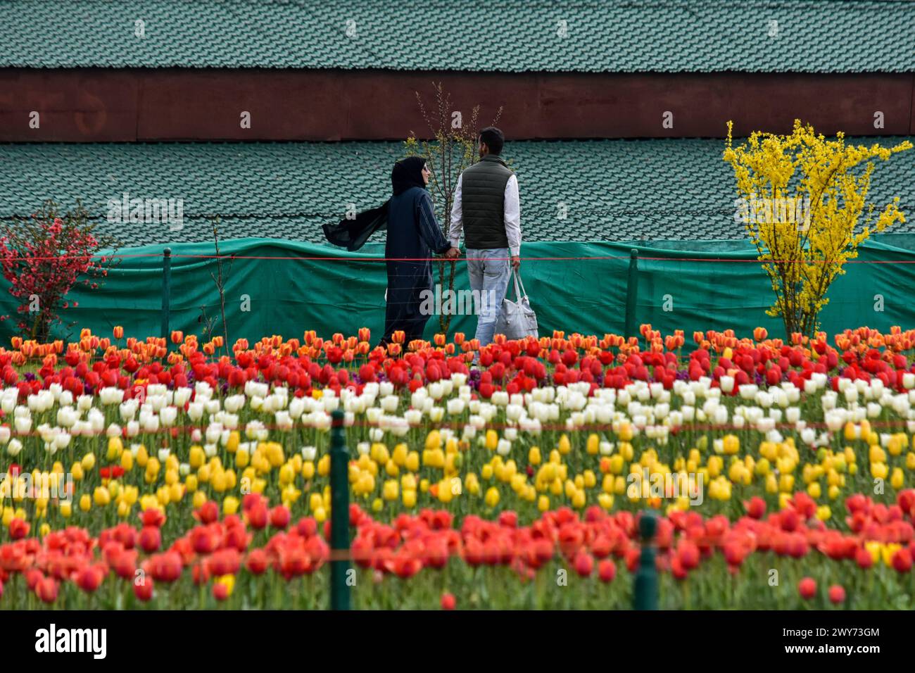 Srinagar, India. 04th Apr, 2024. A couple walks along the blooming ...