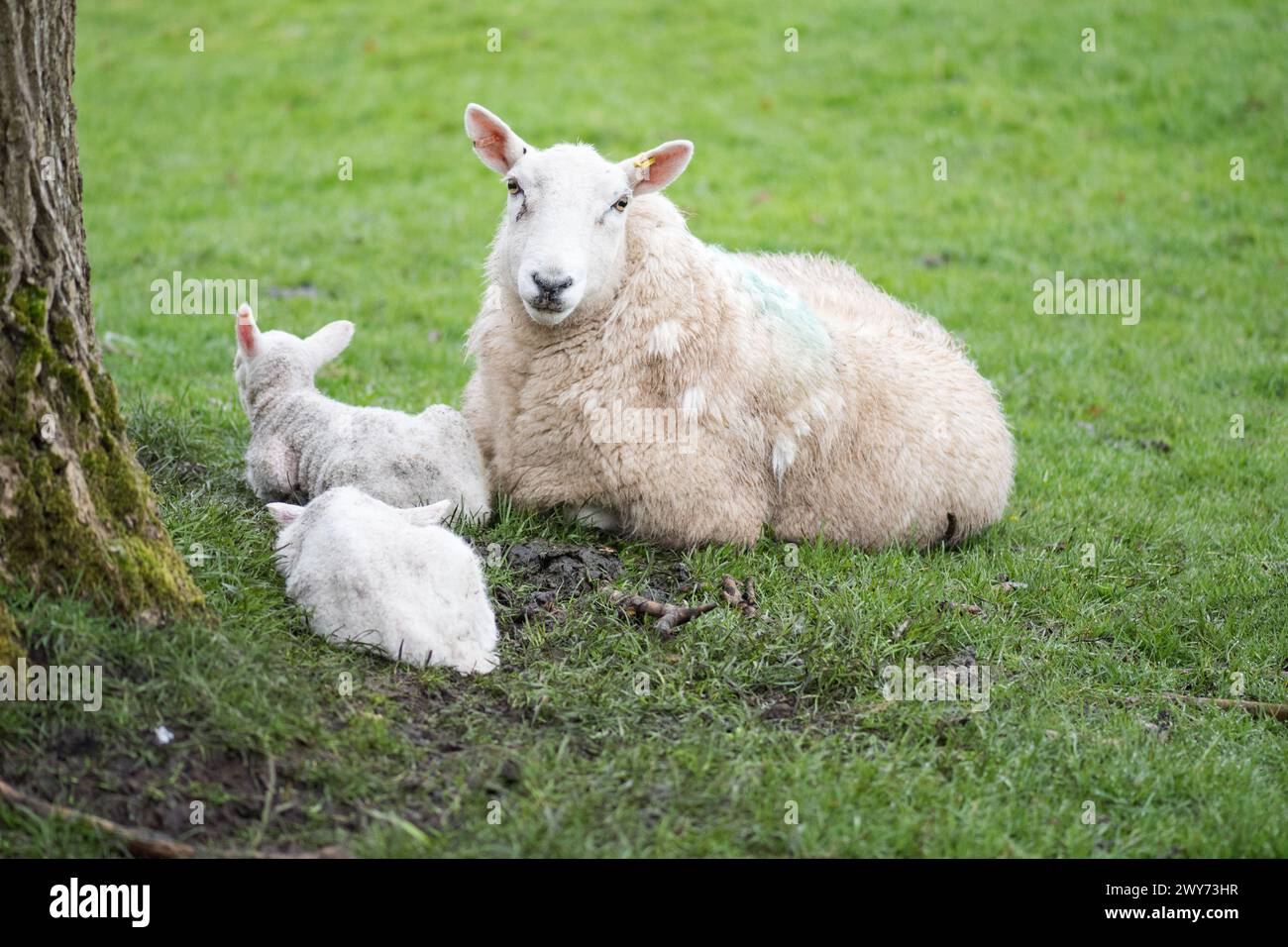 Lambing in full swing april 2024 hi-res stock photography and images - Alamy