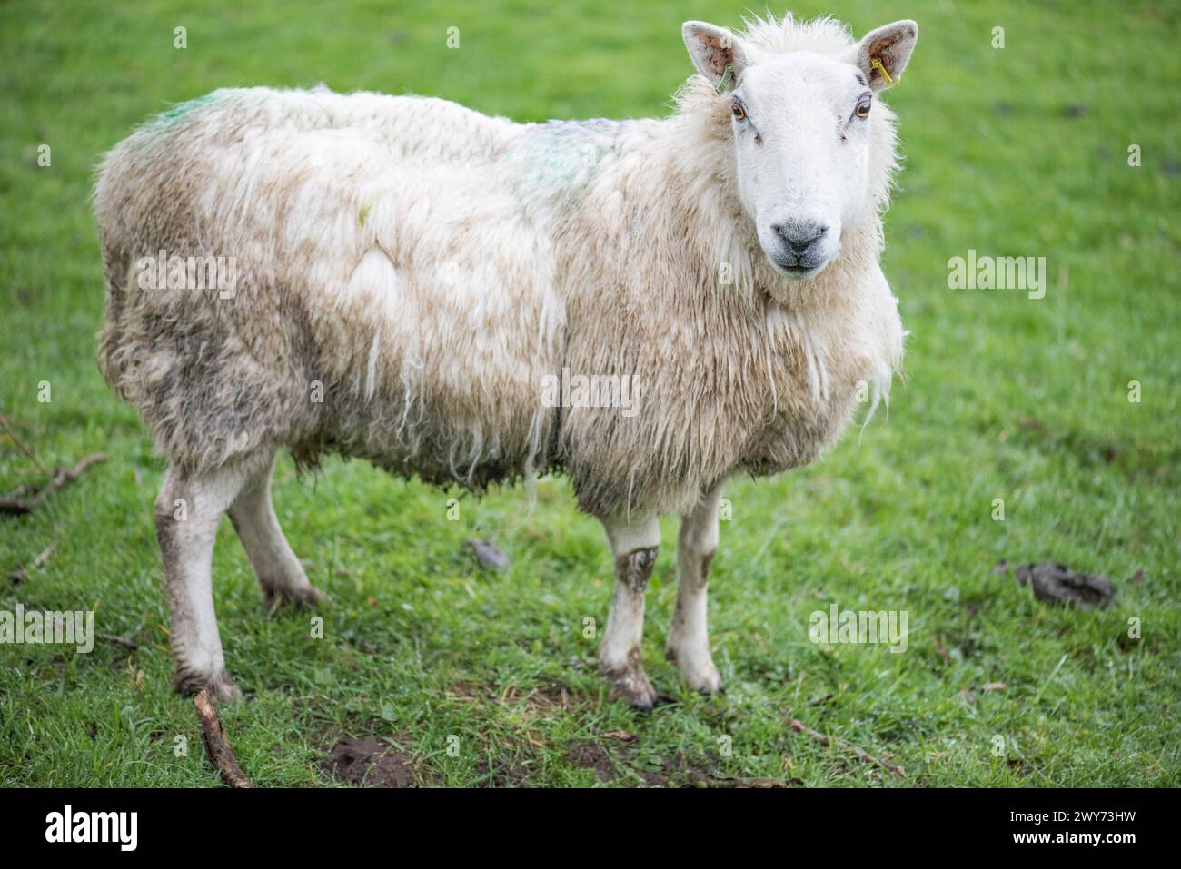 Lambing in full swing april 2024 hi-res stock photography and images ...