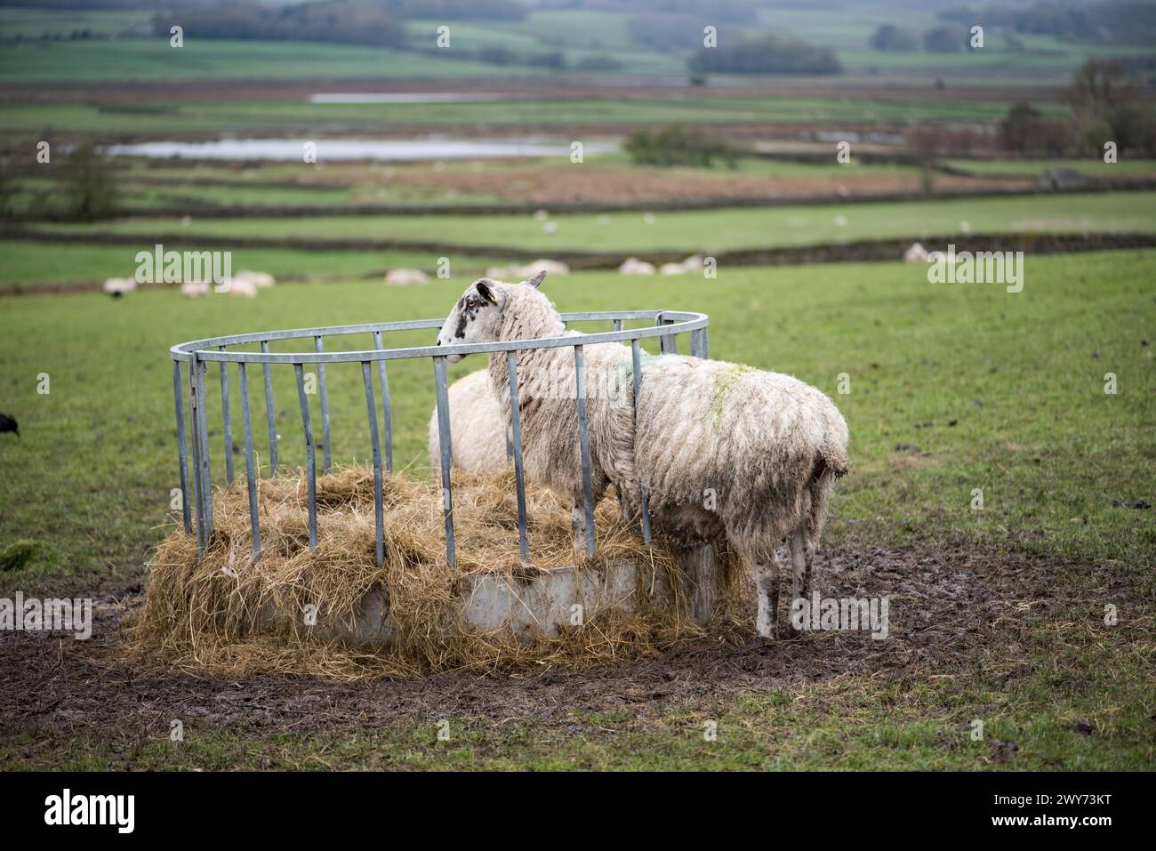 Ewe, capitalising on a missing bar on a ring feeder, gets in amongst ...