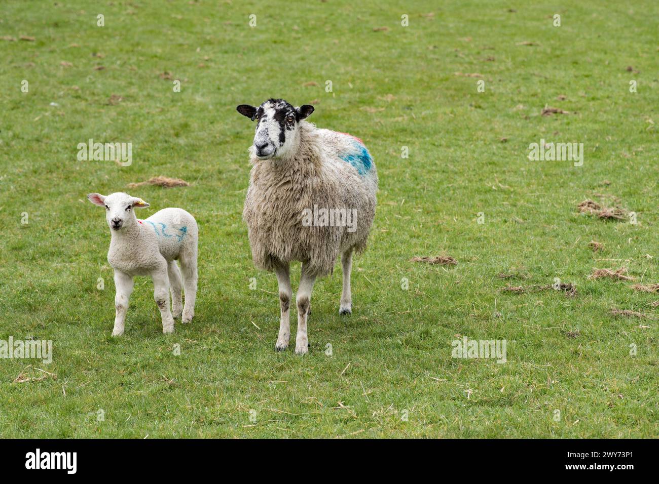 Lambing in full swing april 2024 hi-res stock photography and images ...