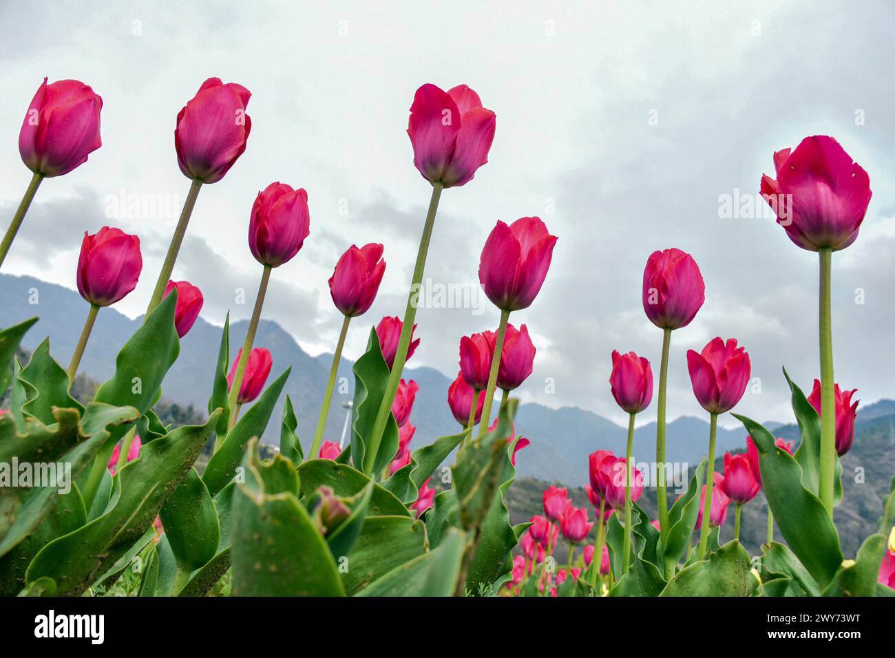 Srinagar, Jammu And Kashmir, India. 4th Apr, 2024. Tulip flowers are ...
