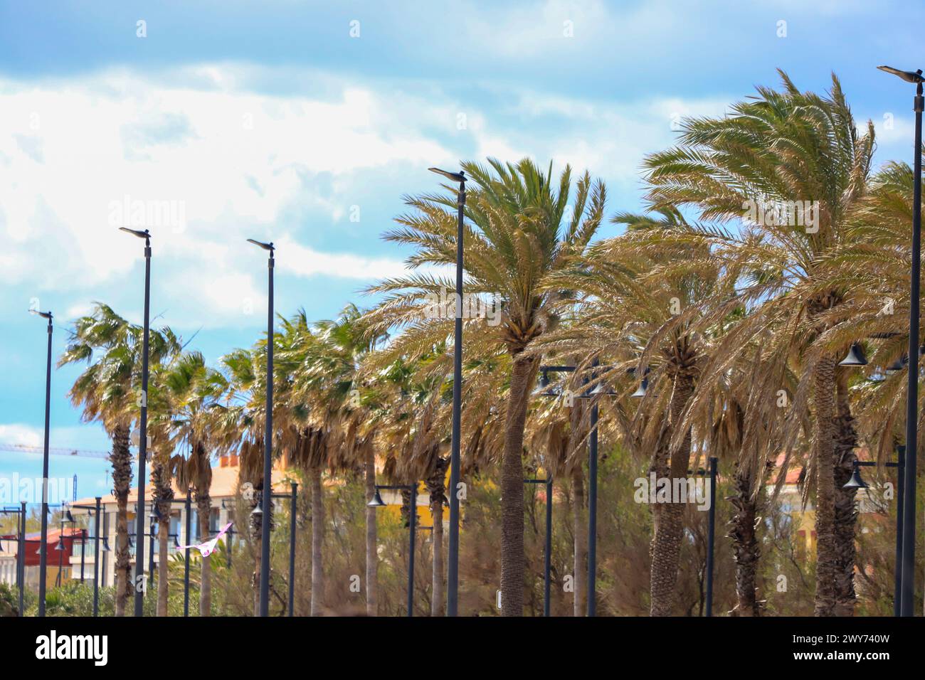 A beautiful view of palm trees moving with the wind in the city of ...