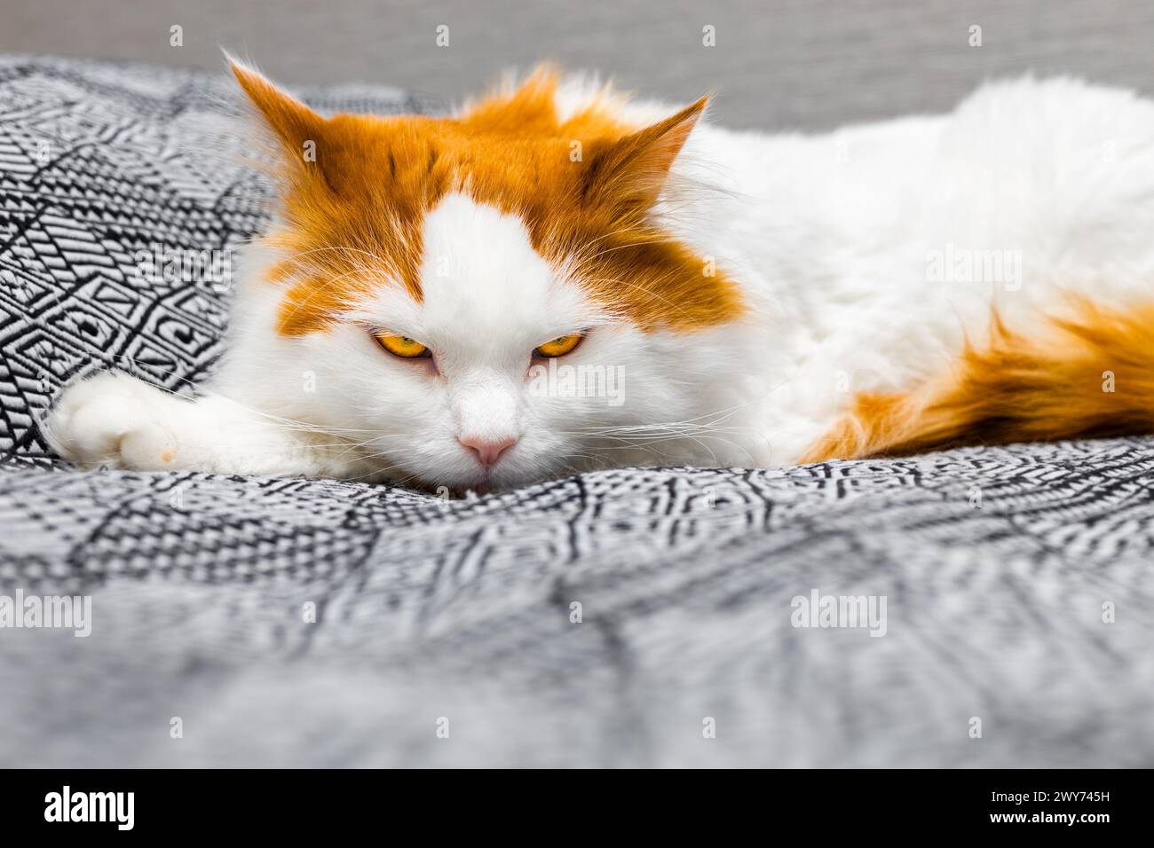 Evil red eyes animal hi-res stock photography and images - Alamy