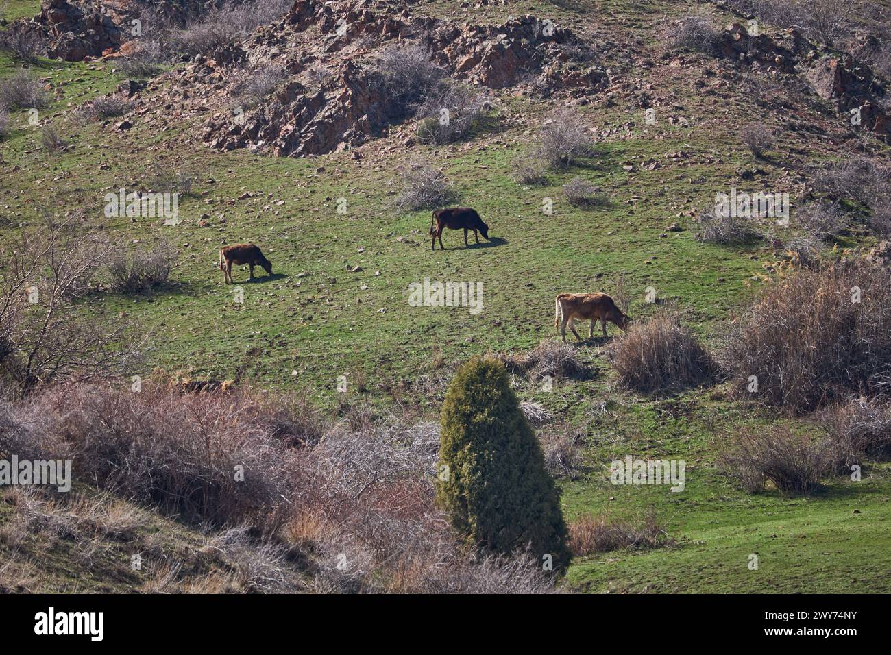 Three cows eating grass, grazing on a hillside. Livestock on free range ...