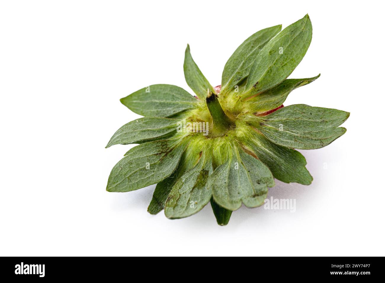 Strawberry disease sepals, Sepals are legal parts of the flower ...
