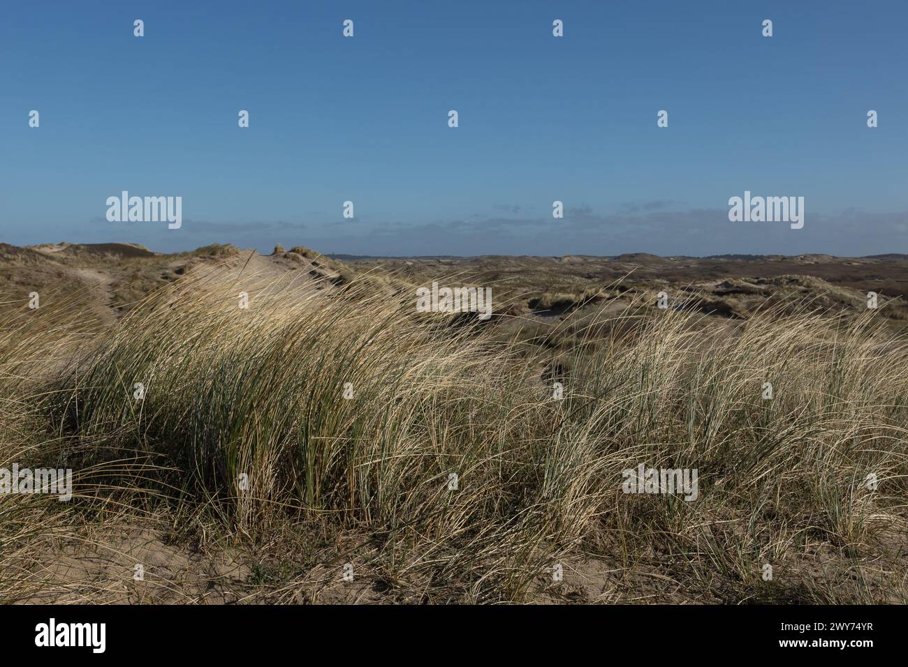 Marram grass (Ammophila arenaria) in front of a dune landscape in the ...