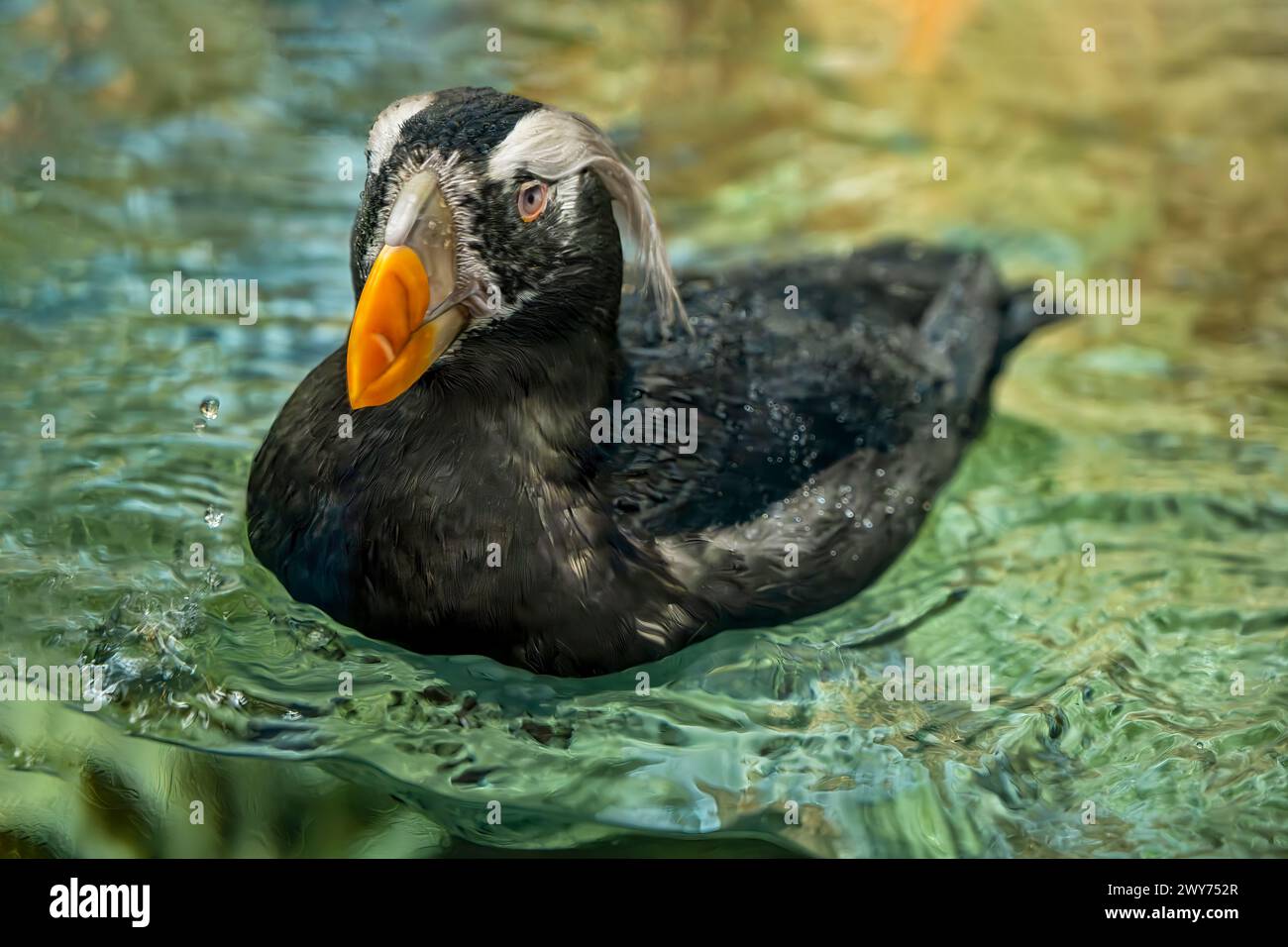 Tufted puffin (Fratercula cirrhata), floating in water Stock Photo - Alamy