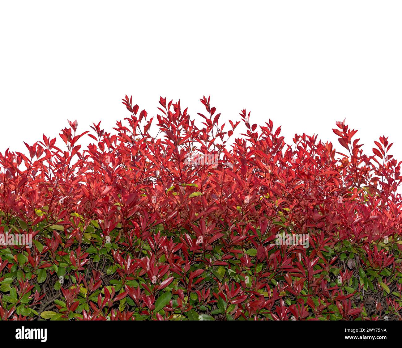 Photinia red robin hedge hi-res stock photography and images - Alamy