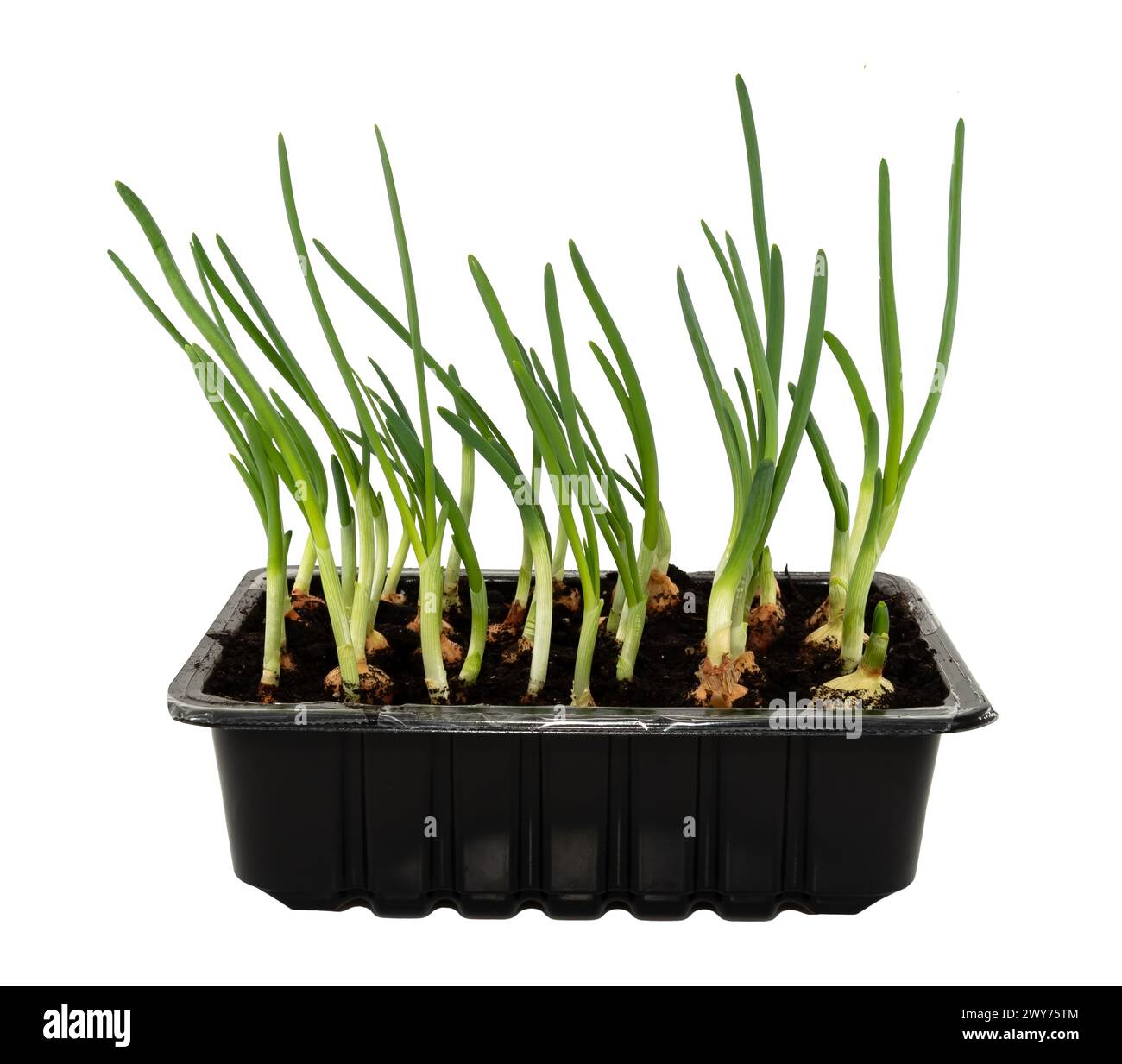 Fresh green onions growing in a black organic box on a white background ...