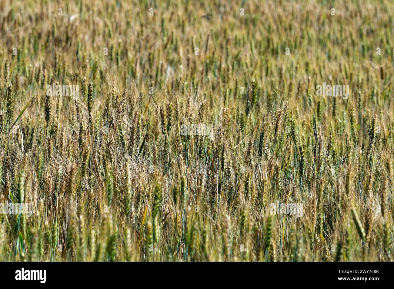 Greece wheat grain hi-res stock photography and images - Alamy