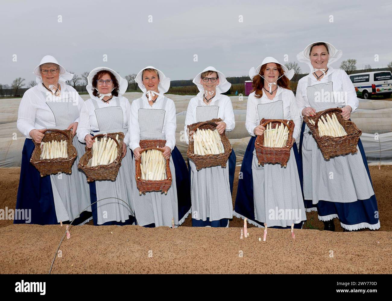 Spargelfrauen auf dem Feld bei der Eroeffung der Beelitzer ...