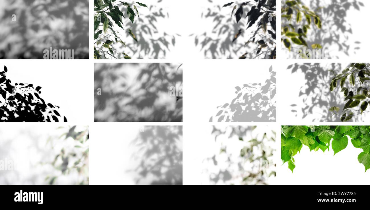 Texture plant png hi-res stock photography and images - Alamy