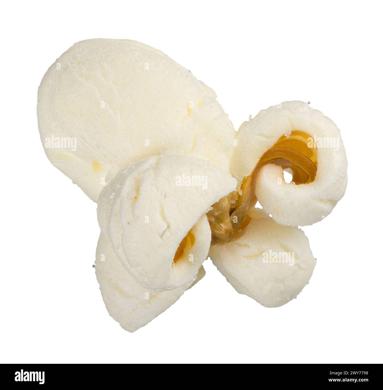 Single popcorn seed, macro shot isolated on white background Stock ...