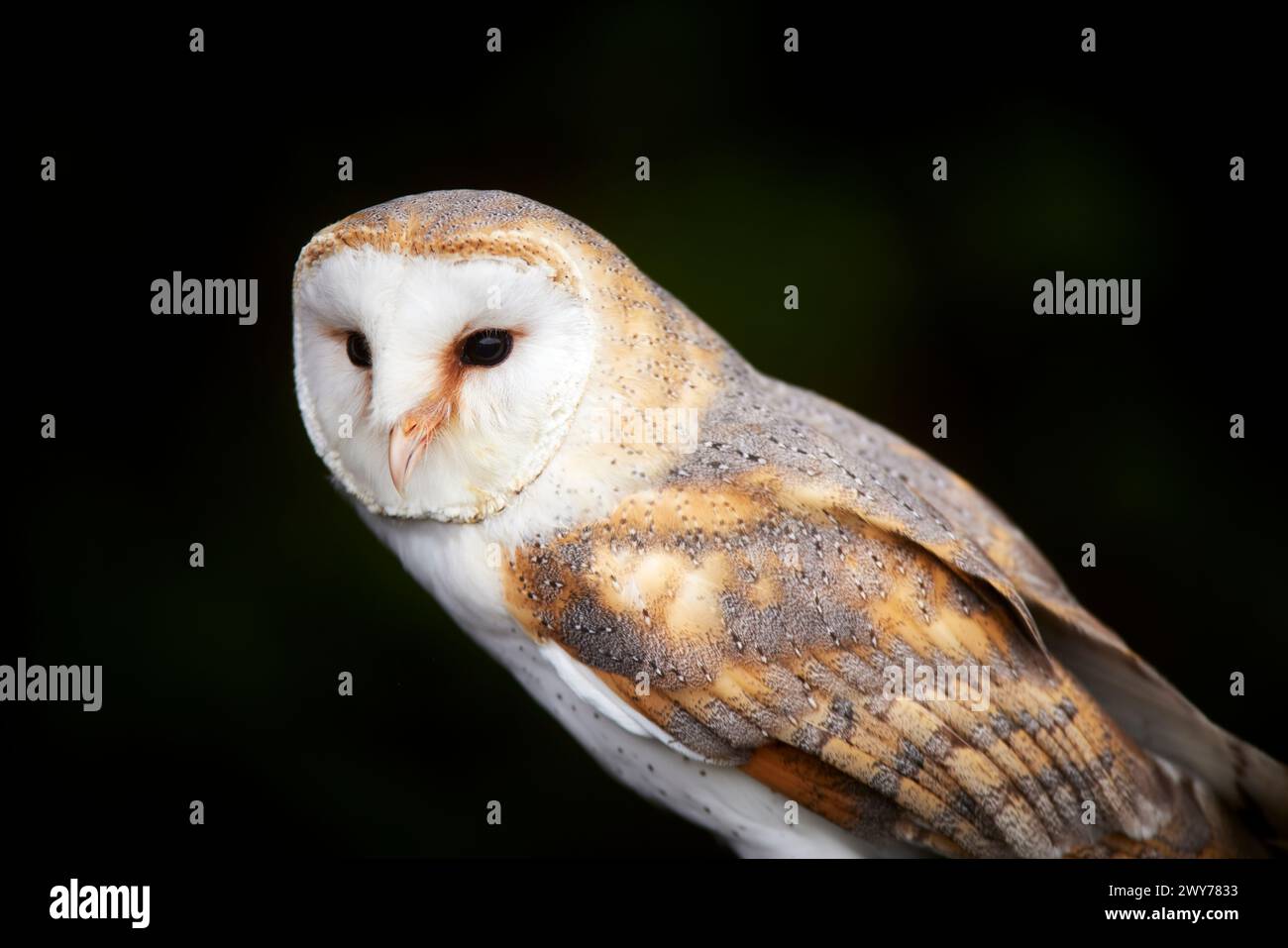 David Wilson Homes has made a donation to Turbary Woods Owl and Bird of ...