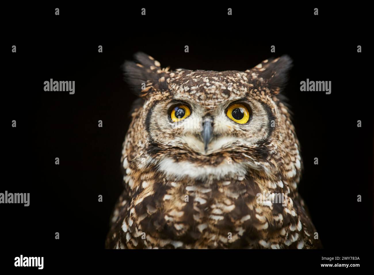 David Wilson Homes has made a donation to Turbary Woods Owl and Bird of ...