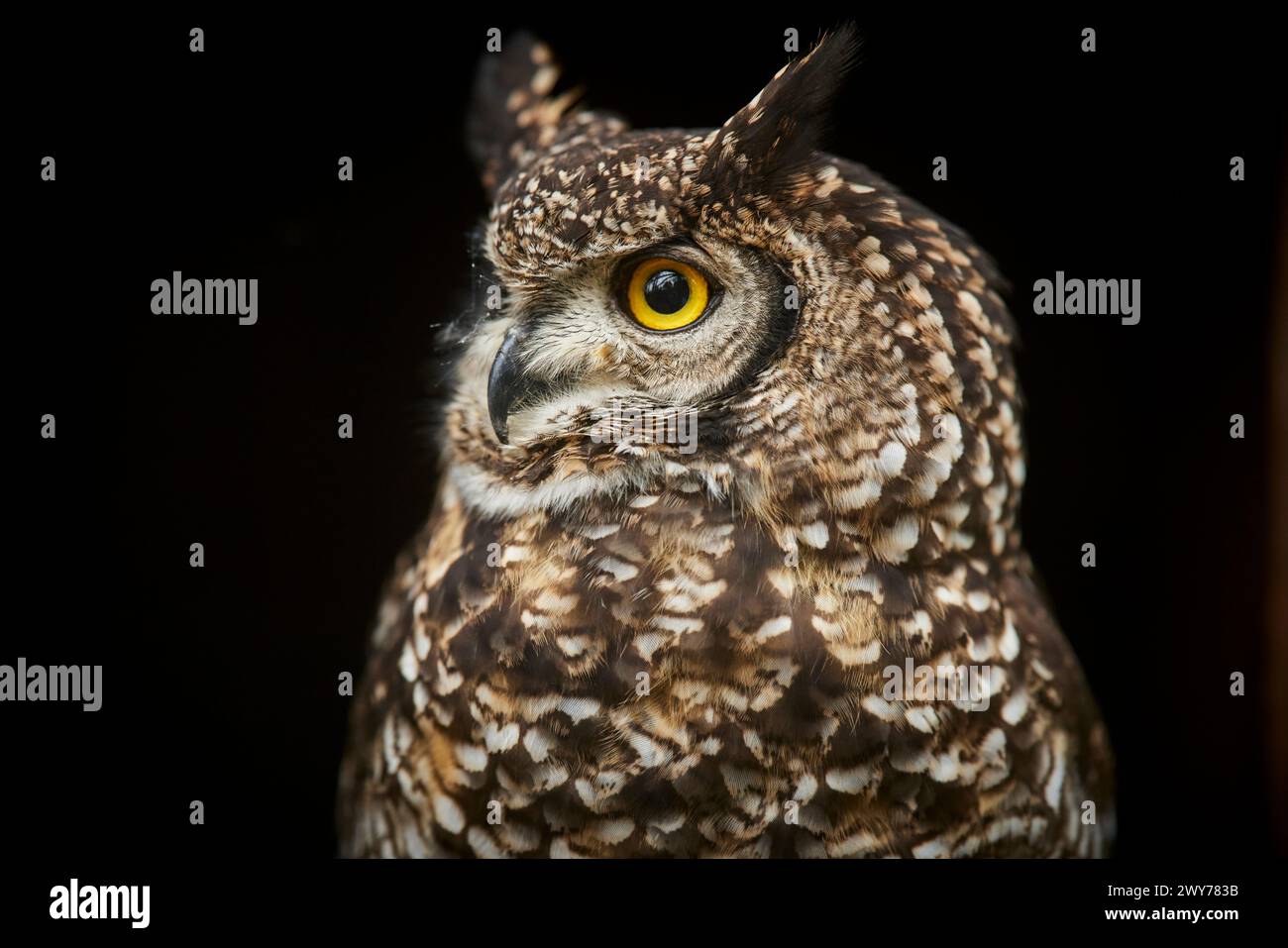 David Wilson Homes has made a donation to Turbary Woods Owl and Bird of ...