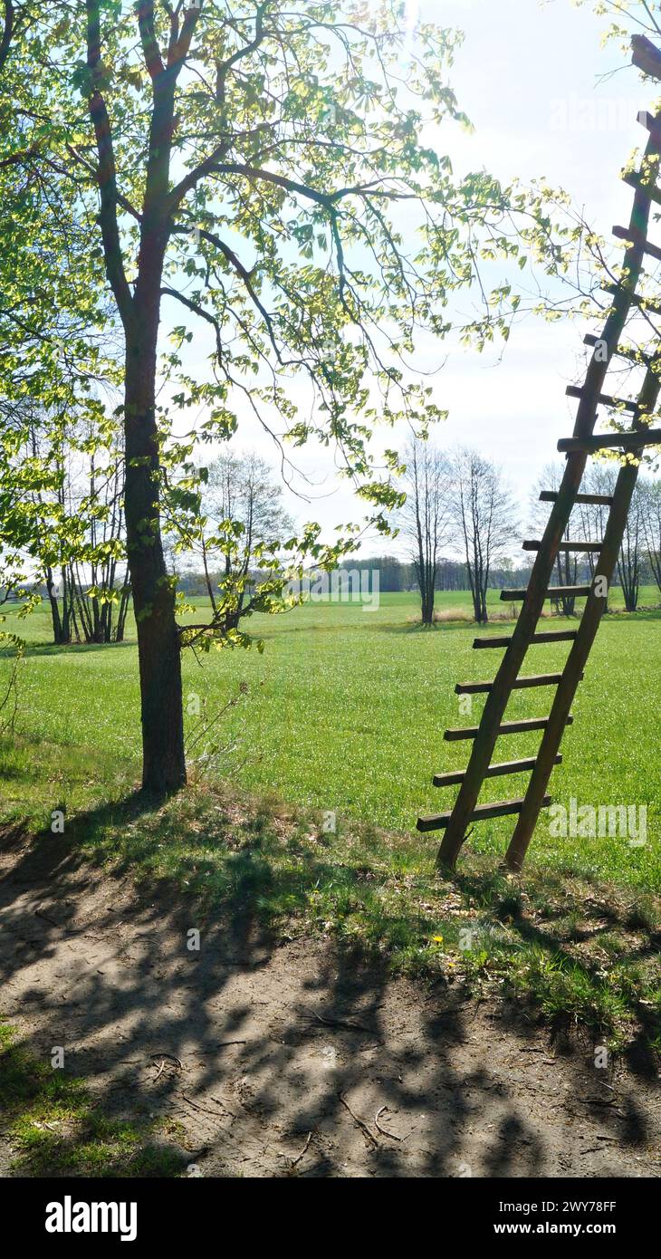 Baum leiter hi-res stock photography and images - Alamy
