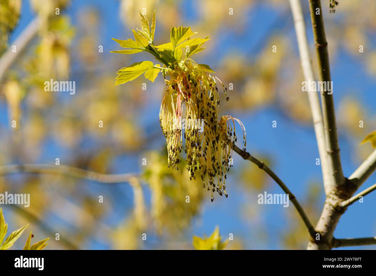 Eschen ahorn hi-res stock photography and images - Alamy