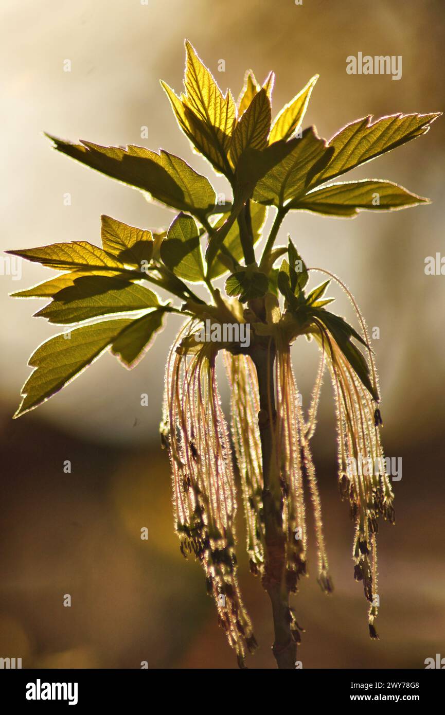 Eschen ahorn hi-res stock photography and images - Alamy