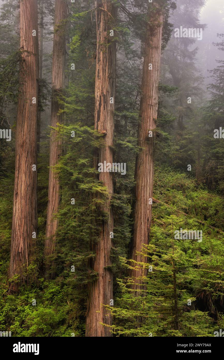 Towering coastal redwood trees rise up over 300 feet in the spring fog ...