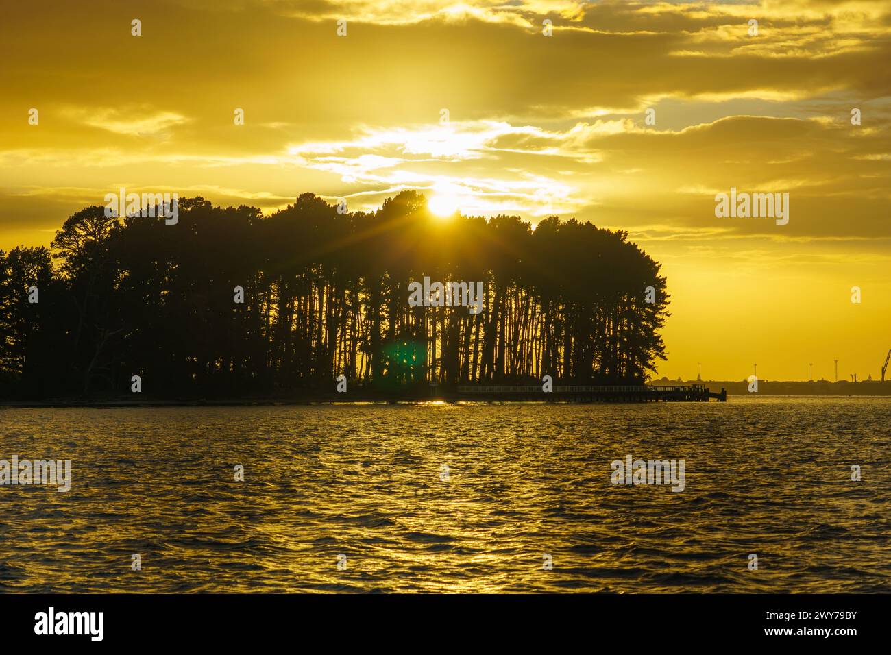 Pine trees and wharf at south eastern end Matakana Island on Tauranga ...