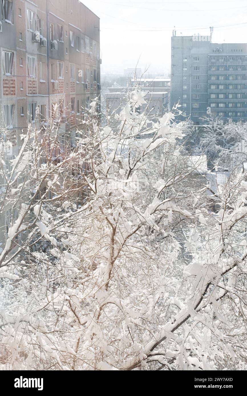 Winter scene outside window with snow-covered tree branches in ...