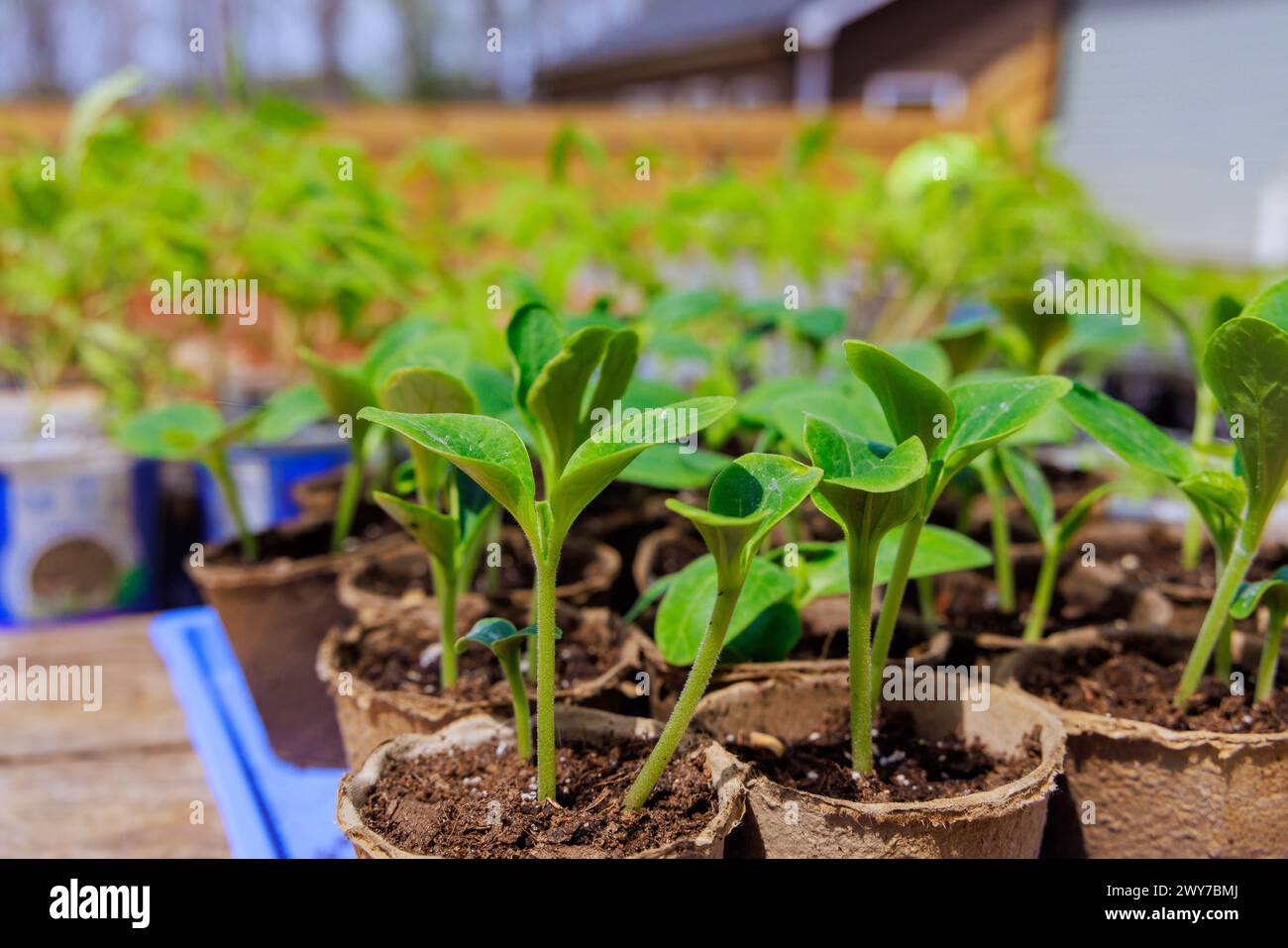 Garden is ready for planting zucchini seedlings Stock Photo - Alamy