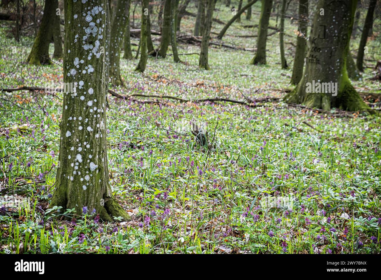 Deciduous forest in springtime, Zobor hill, Slovak republic. Seasonal ...