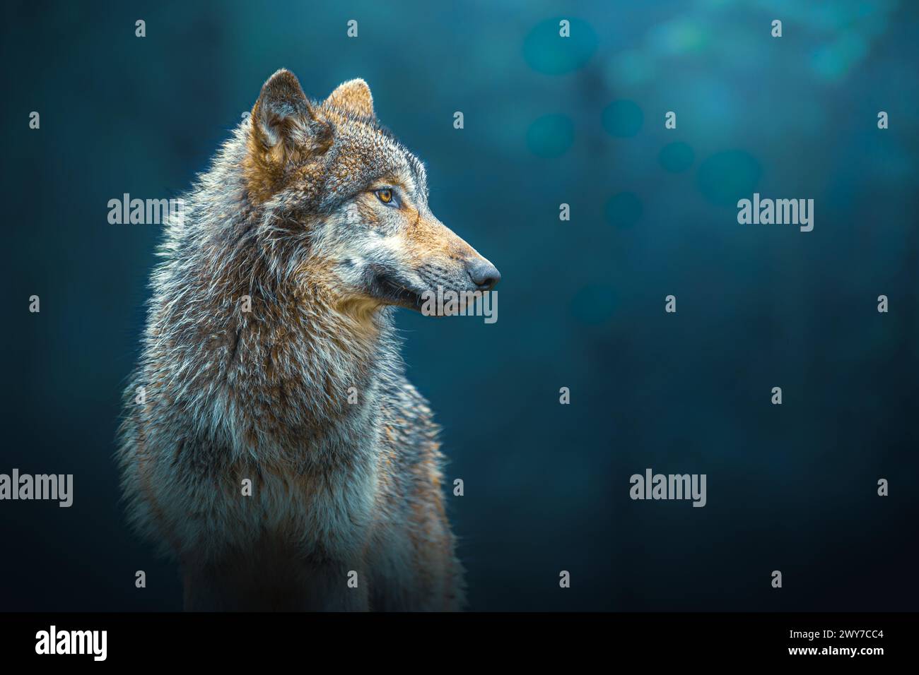 Sideways portrait of a Gray wolf - Canis Lupus - also known as timber ...