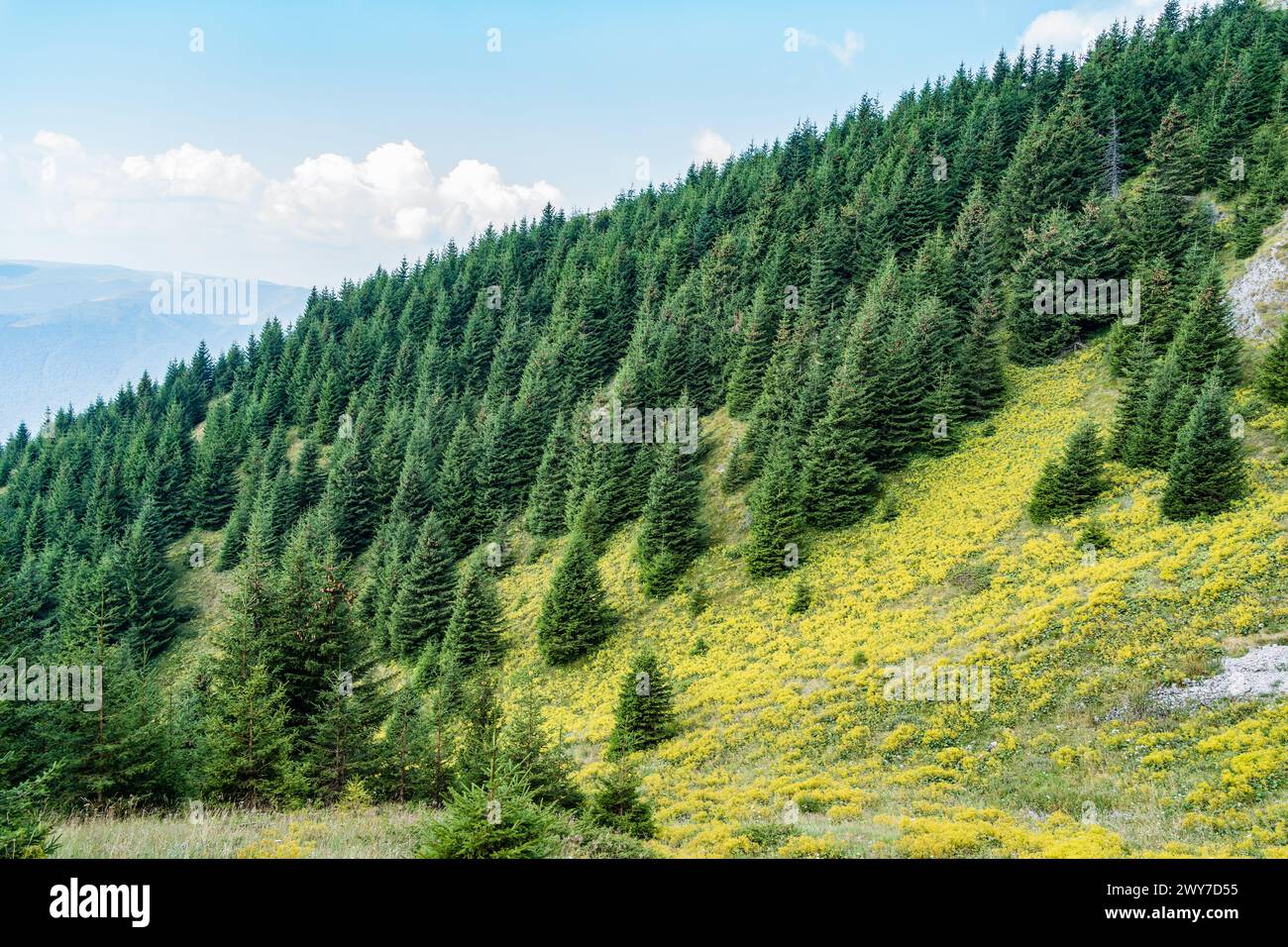 Mountain covered with a coniferous fir tree forest. Scenic landscape ...