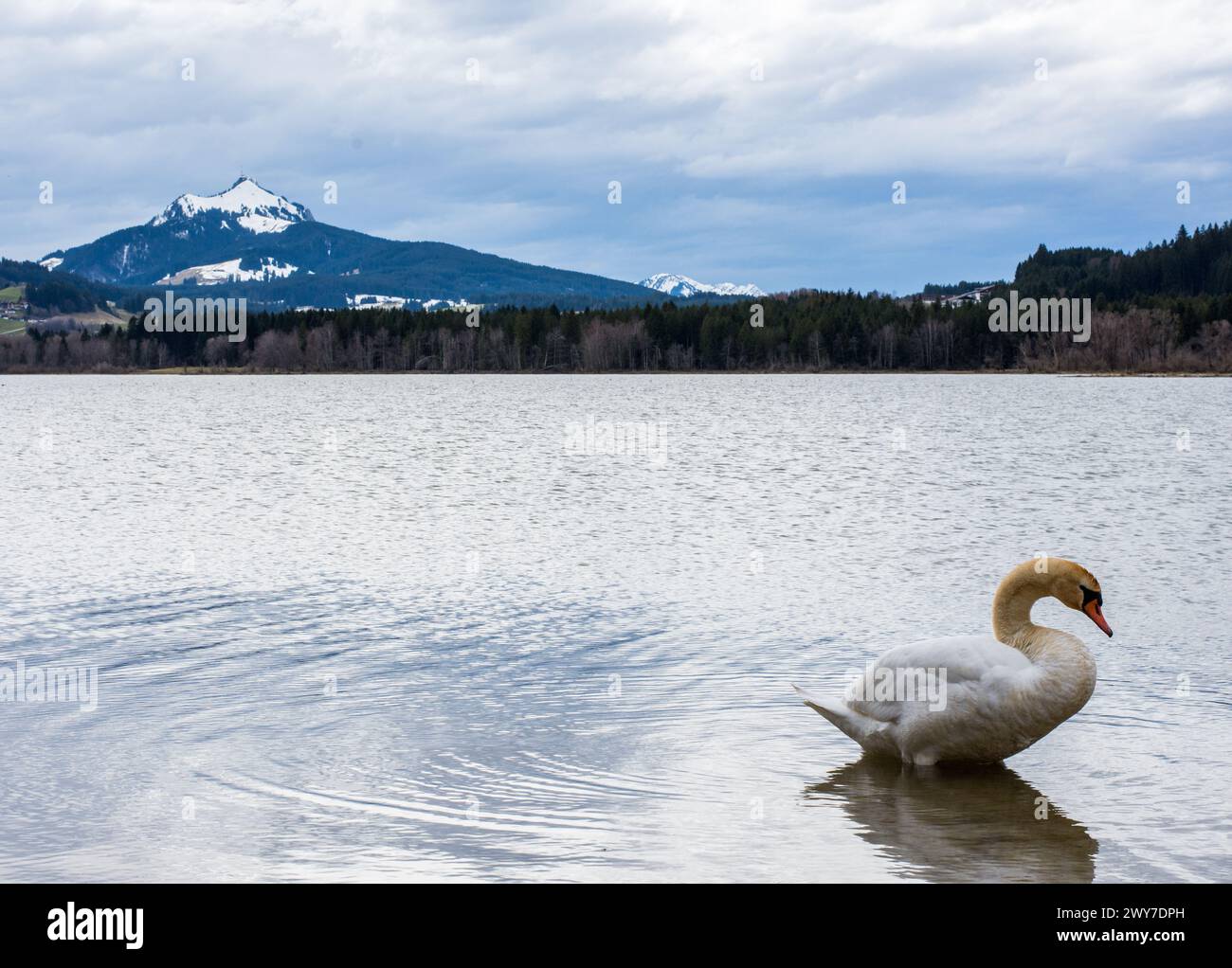 Swan on Lake Stock Photo - Alamy