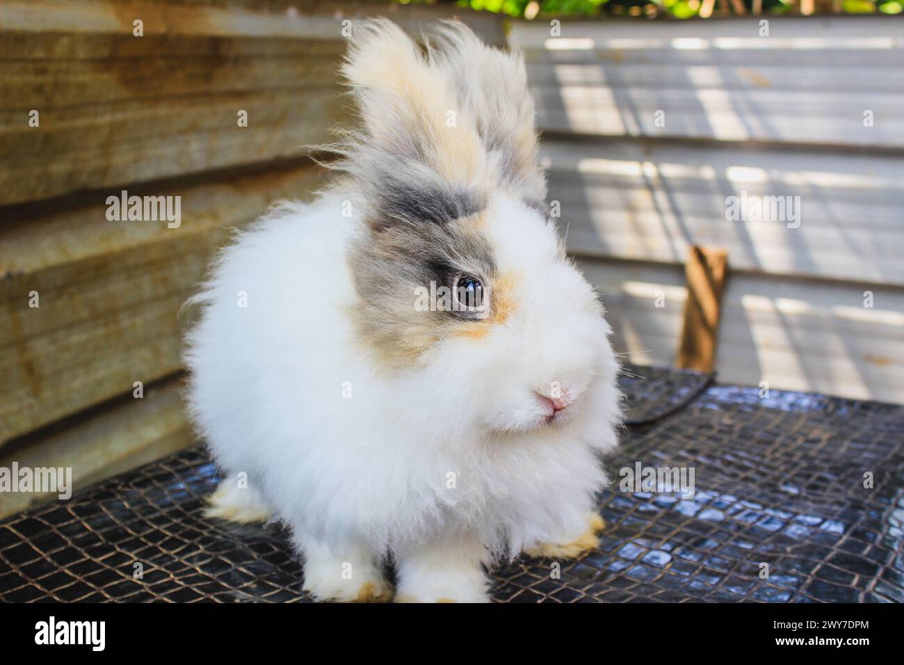 A curious and Beautiful white, fluffy rabbit playing on a mat outdoor ...