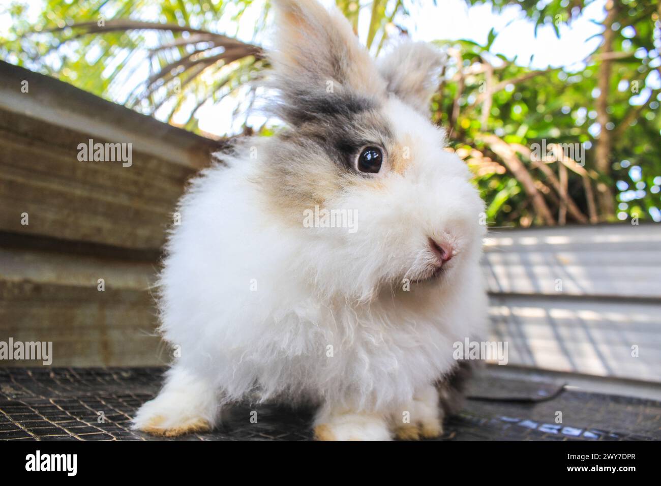 A curious and Beautiful white, fluffy rabbit playing on a mat outdoor ...