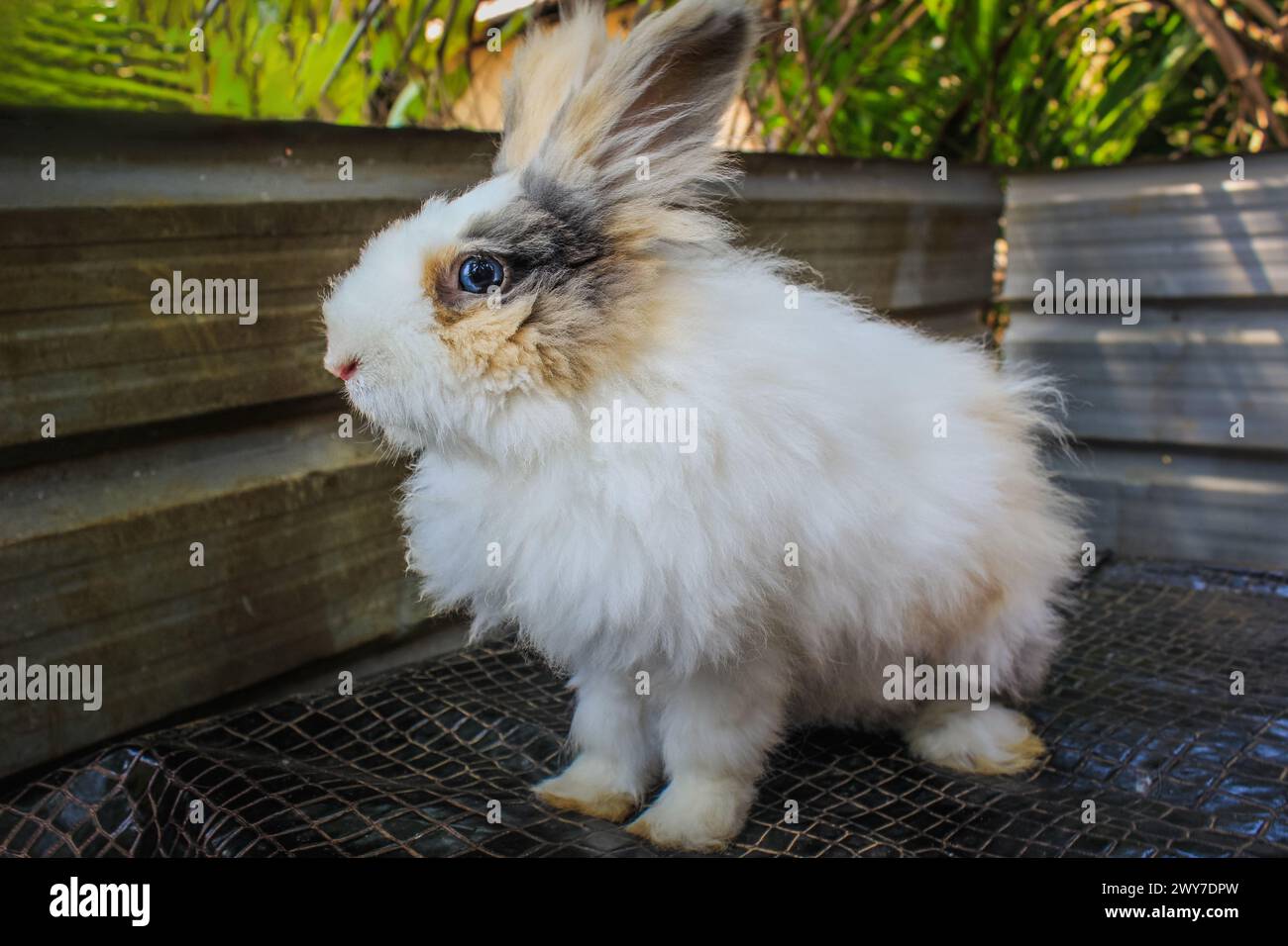 A curious and Beautiful white, fluffy rabbit playing on a mat outdoor ...