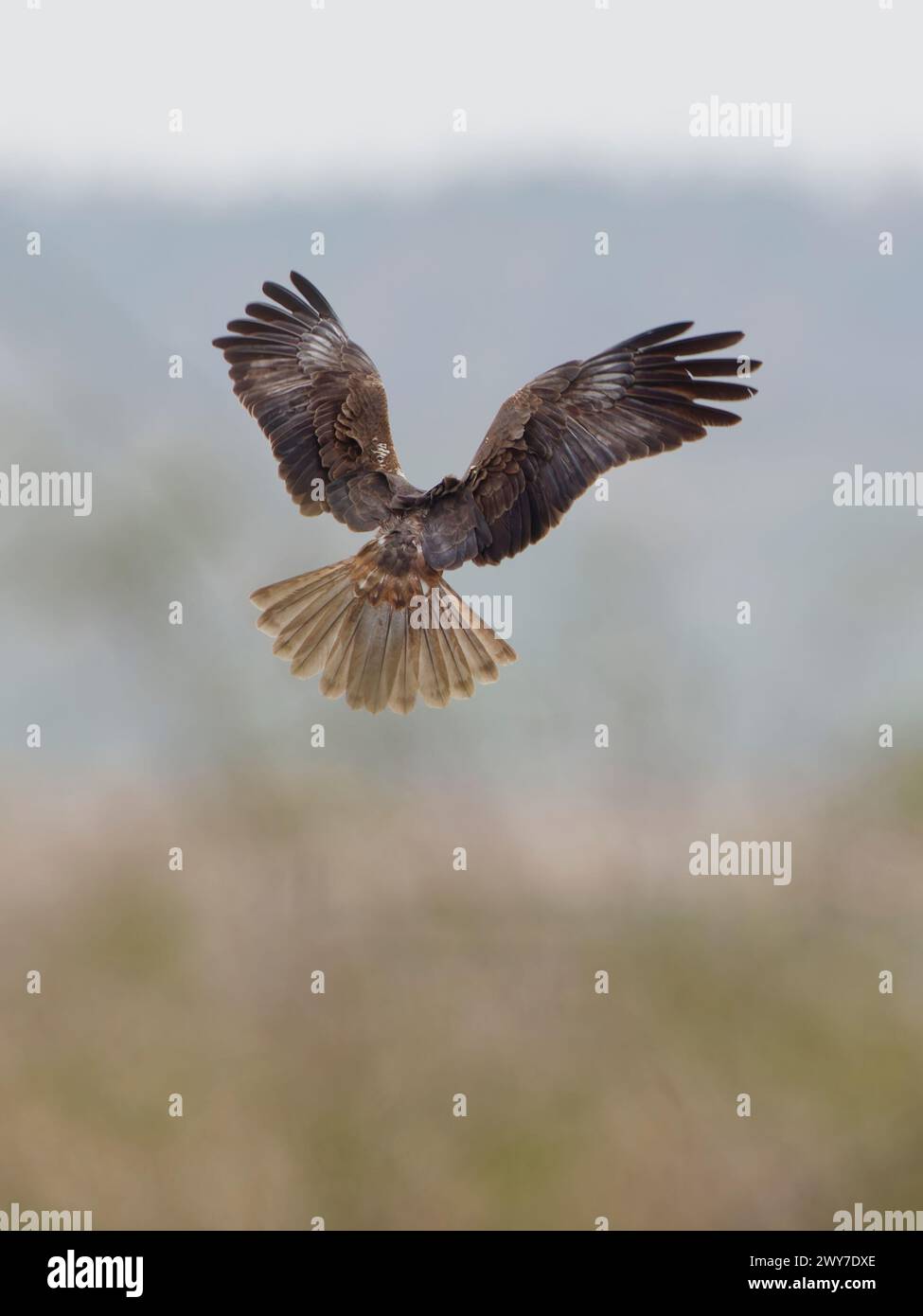 Hen Harrier ( Circus cyaneus ) female hunting over cane. Back view ...