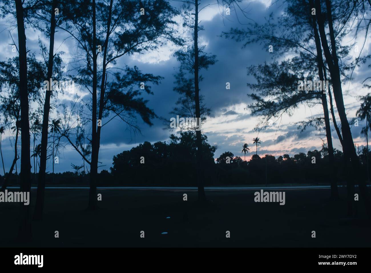 Sikkim tree hi-res stock photography and images - Alamy