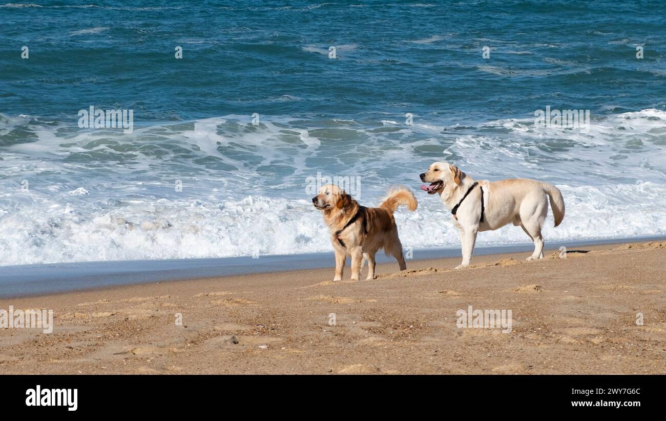 Two happy dogs enjoy a playful day on the sandy beach, with waves ...